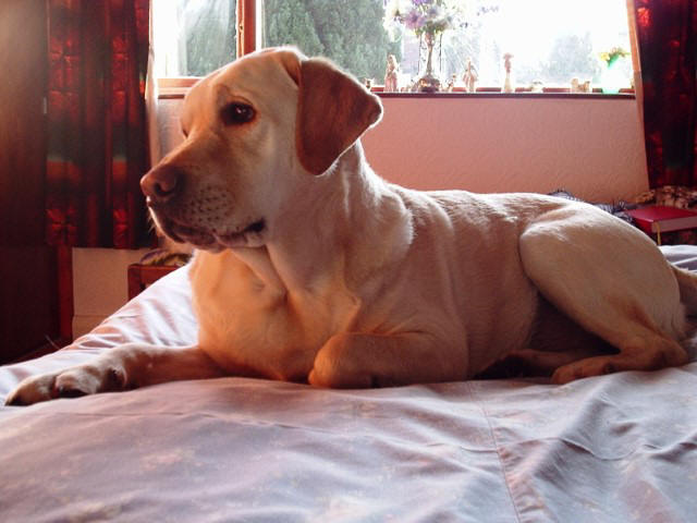 Labrador Welfare - Rehoming Your Dog Through Labrador Welfare